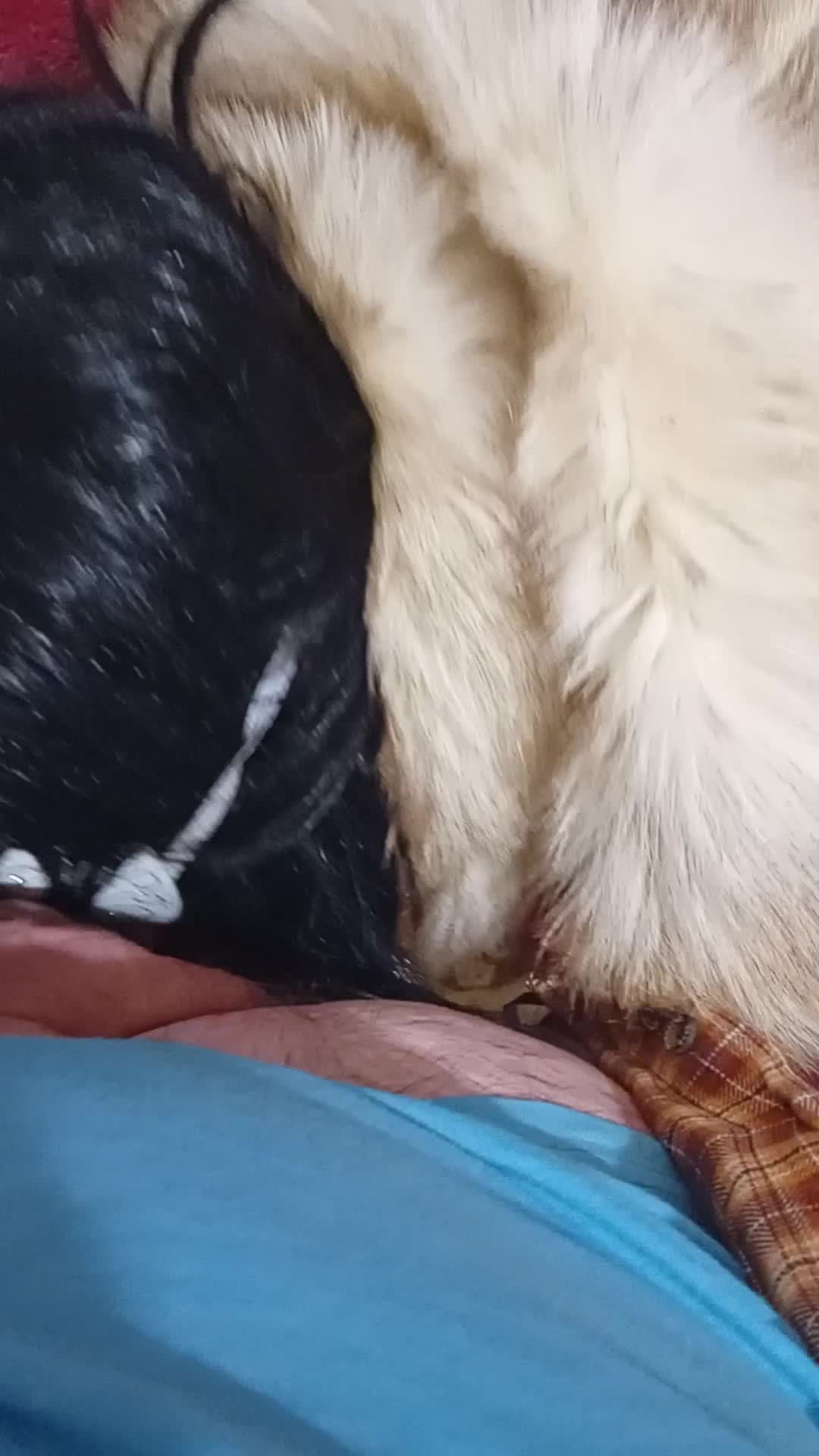 Suck Master Cock